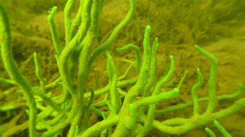 Freshwater Sponge Stock Video Footage | Royalty Free Freshwater Sponge ...