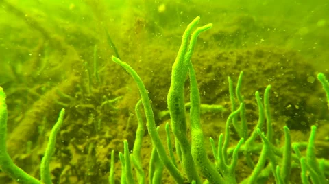 Freshwater Sponge Stock Video Footage | Royalty Free Freshwater Sponge ...