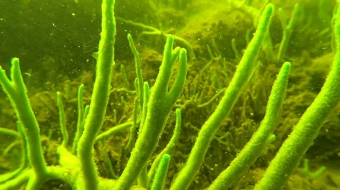 Freshwater Sponge Stock Video Footage | Royalty Free Freshwater Sponge ...