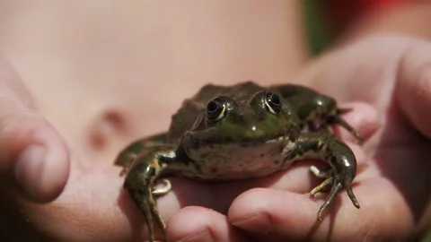 Frog Hands Stock Videos – Royalty-Free HD & 4K Videos | Page 2