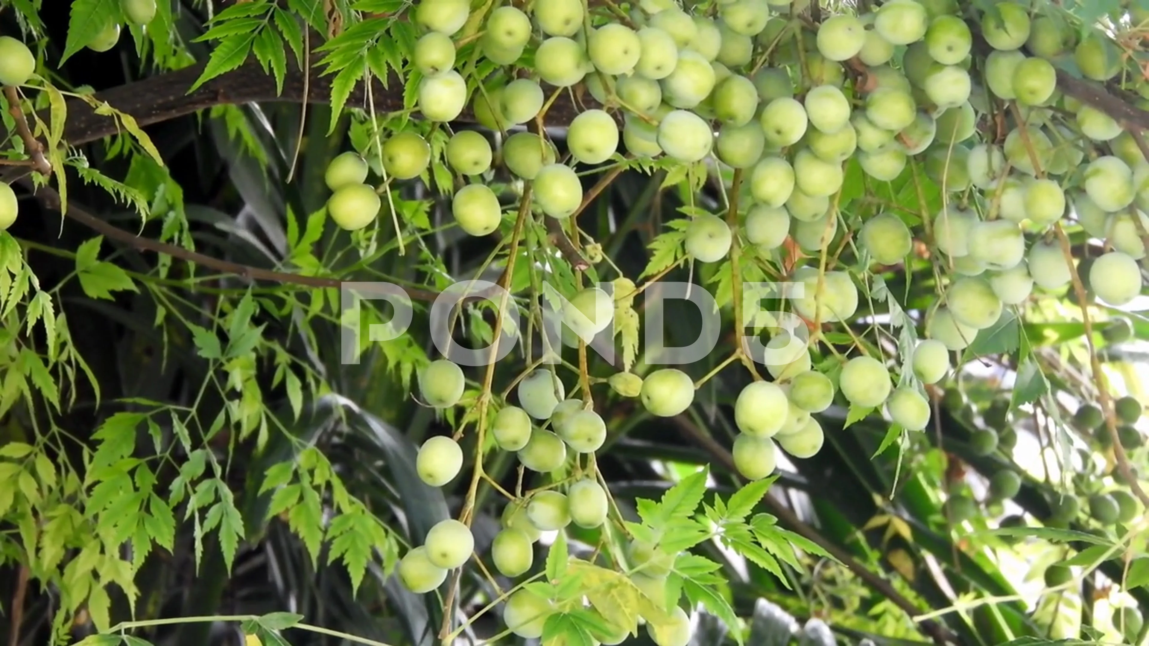 Melia Azedarach Fruit