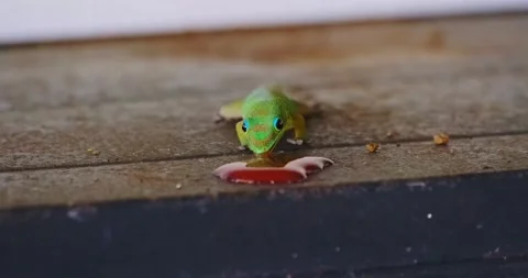 Geico Stock Video Footage | Royalty Free Geico Videos | Pond5