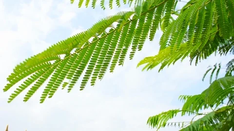 Ghaf Tree Stock Footage ~ Royalty Free Stock Videos | Pond5