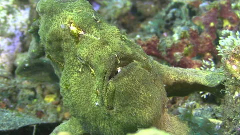 Abyssyes Waiting Stock Videos – Royalty-Free HD & 4K Videos | Pond5