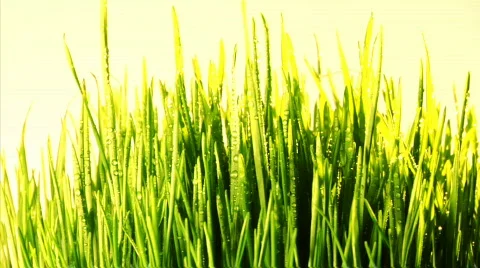 green grass loopable background | Stock Video | Pond5