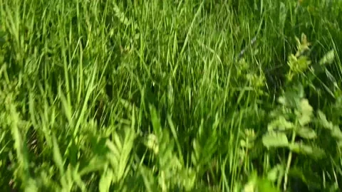 Green grass motion subjective camera shu... | Stock Video | Pond5