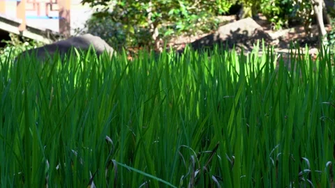 Green grass moving in the wind with ston... | Stock Video | Pond5