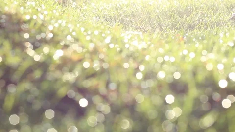 Grass Overlay Stock Footage ~ Royalty Free Stock Videos | Pond5