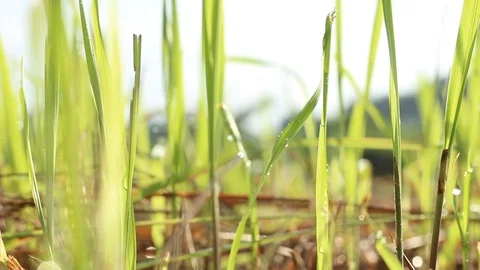 Grass Overlay Stock Footage ~ Royalty Free Stock Videos | Pond5
