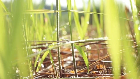 Grass Overlay Stock Footage ~ Royalty Free Stock Videos | Pond5