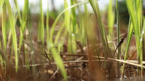 Grass Texture Overlay Stock Videos – Royalty-Free HD & 4K Videos