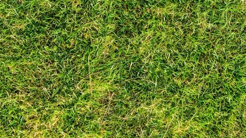 Grass Texture Seamless Stock Footage ~ Royalty Free Stock Videos | Pond5