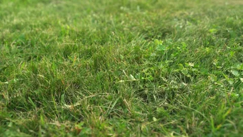Grass Texture Overlay Stock Videos – Royalty-Free HD & 4K Videos