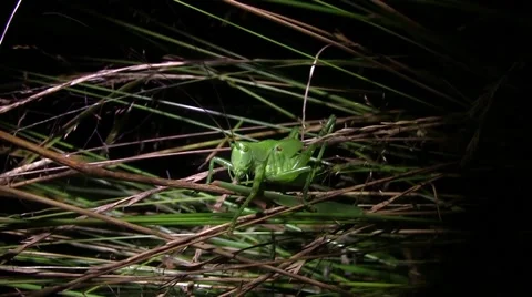 Green grasshopper moving the blades of g... | Stock Video | Pond5