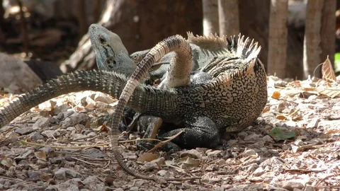 Animal Copulation Stock Video Footage | Royalty Free Animal Copulation ...