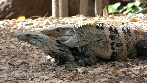 Male Female Intercourse Stock Footage ~ Royalty Free Stock Videos | Pond5