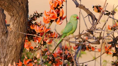 Green Indian parrots on a flowering tree... | Stock Video | Pond5
