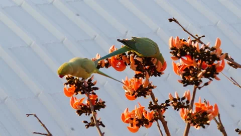 Green Indian parrots on a flowering tree... | Stock Video | Pond5