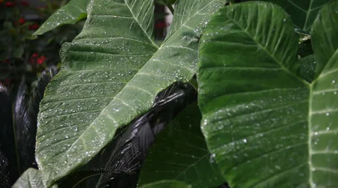 Green leaves in clean environment | Stock Video | Pond5