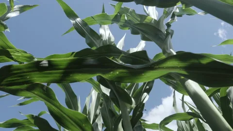 Green Leaves Corn of Plants in Field and... | Stock Video | Pond5