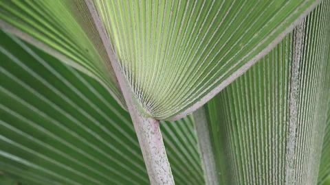 Green leaves of Fiji fan palm or Pritcha... | Stock Video | Pond5