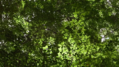 Green leaves moving in the wind with sun... | Stock Video | Pond5