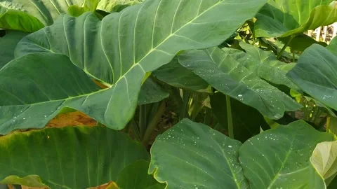 green leaves of taro or Colocasia escule... | Stock Video | Pond5