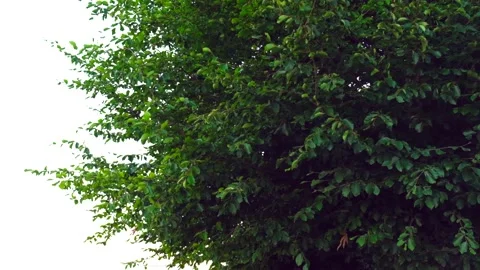 Green leaves of a tree waving in wind. R... | Stock Video | Pond5