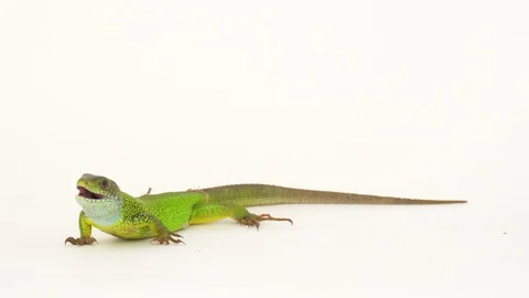 Green lizard on a white background in 4K... | Stock Video | Pond5