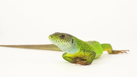 Green lizard on a white background in 4K... | Stock Video | Pond5
