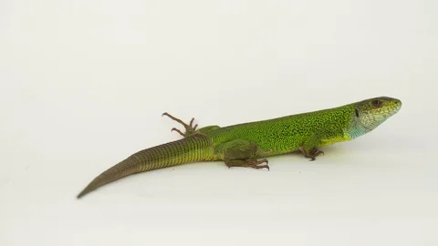 Green lizard on a white background in 4K... | Stock Video | Pond5