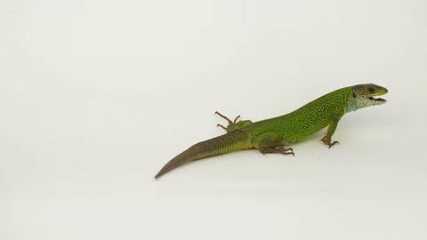 Green lizard on a white background in 4K... | Stock Video | Pond5