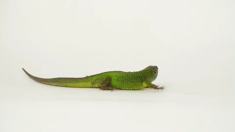 Green lizard on a white background in 4K... | Stock Video | Pond5