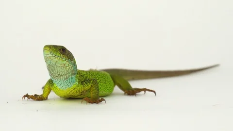 Green lizard on a white background in 4K... | Stock Video | Pond5