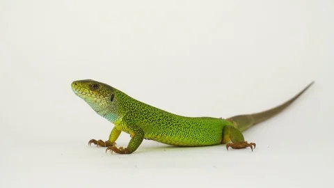 Green lizard on a white background in 4K... | Stock Video | Pond5