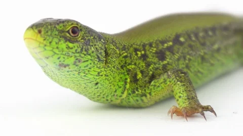 Green lizard on white background | Stock Video | Pond5