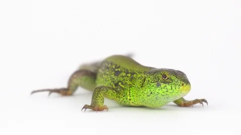 Green lizard on white background | Stock Video | Pond5