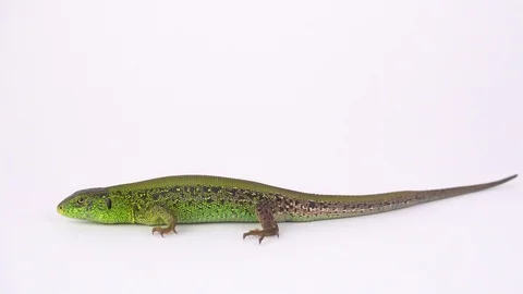 Green lizard on white background | Stock Video | Pond5