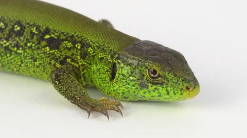 Green lizard on white background | Stock Video | Pond5