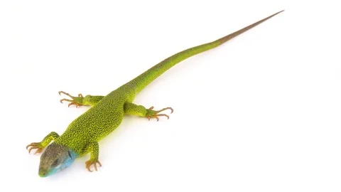Green lizard on white screen background | Stock Video | Pond5