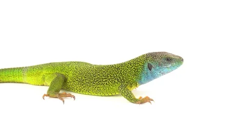 Green lizard on white screen background | Stock Video | Pond5