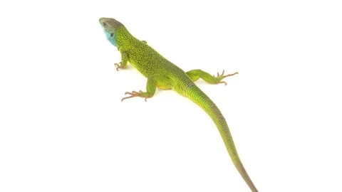 Green lizard on white screen background | Stock Video | Pond5