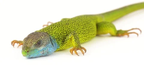 Gecko Green Screen Stock Footage ~ Royalty Free Stock Videos | Pond5