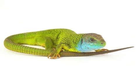 Green lizard on white screen background | Stock Video | Pond5