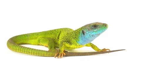 Gecko Green Screen Stock Footage ~ Royalty Free Stock Videos | Pond5