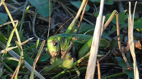 The green locust in grass macro. | Stock Video | Pond5