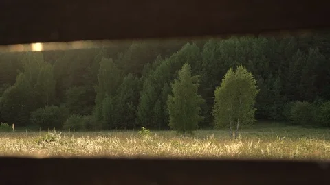 Green, lush summer trees at warm sunset ... | Stock Video | Pond5