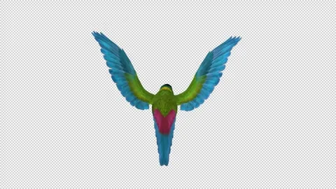 Green Macaw - Parrot Bird - Flying Loop ... | Stock Video | Pond5