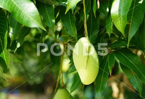 Green mango freshness on tree farming fruit background Stock Photo ...