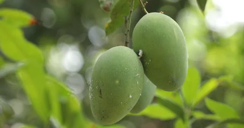 Green Mangoes on Mango tree | Stock Video | Pond5